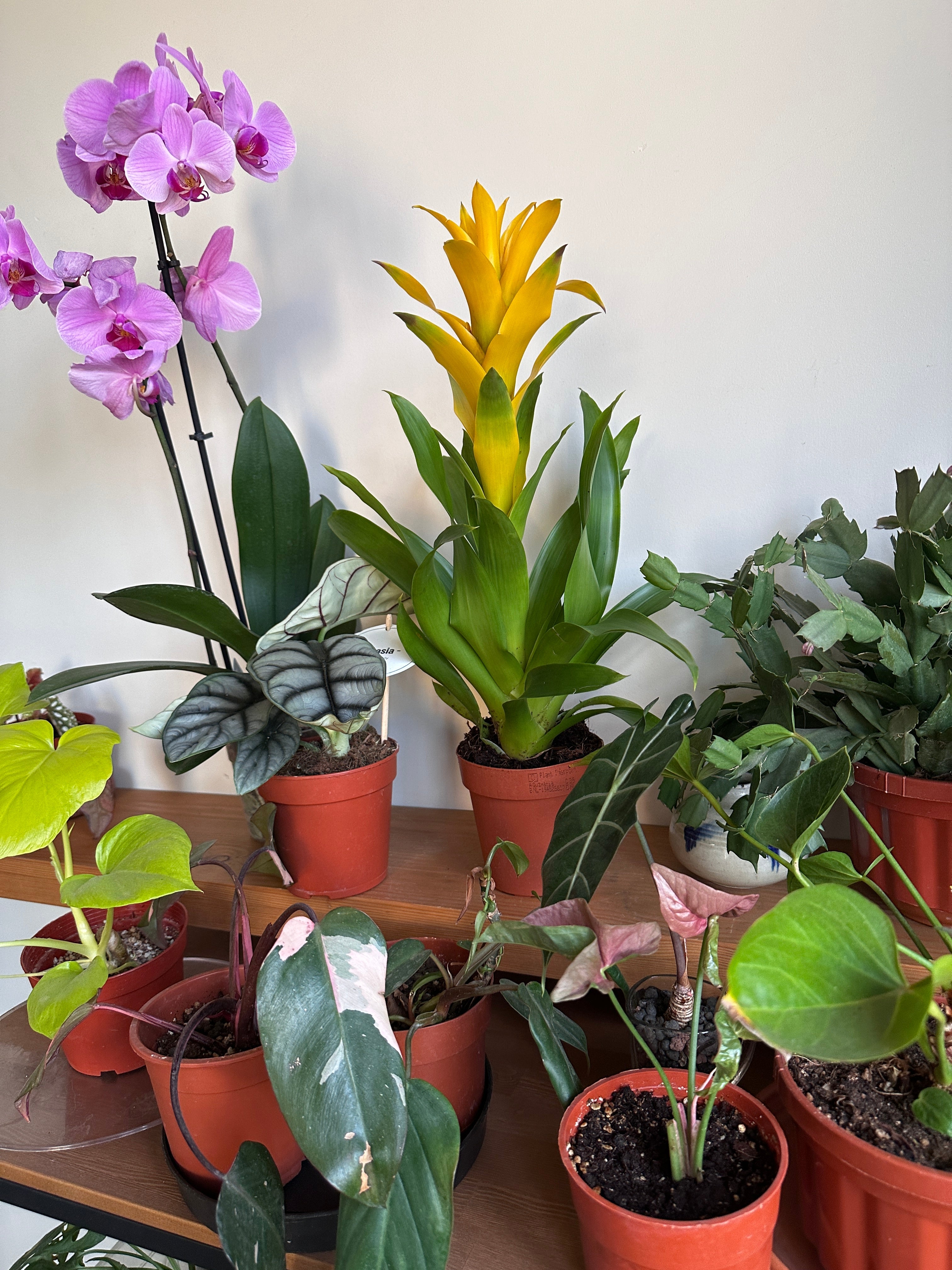 Splash of Color Plants – Indoor Plants with Flowers & Colorful Leaves ...