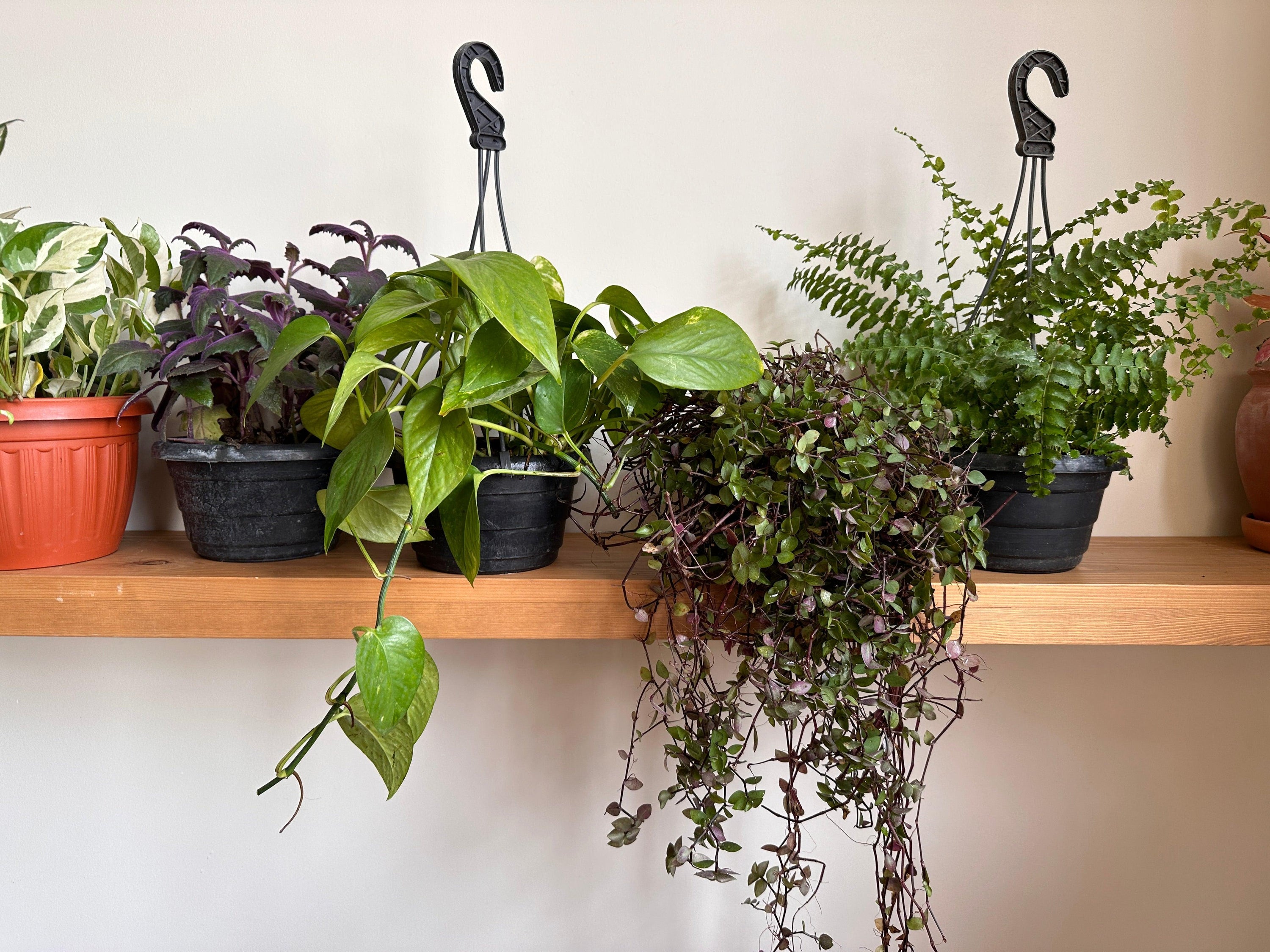 Monstera Adansonii - Charming Indoor Plant with Unique Leaves | Small ...