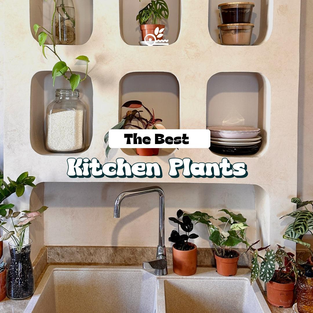 Plants for Kitchens & Bathrooms | Steam-Friendly Houseplants – Kaynuna ...