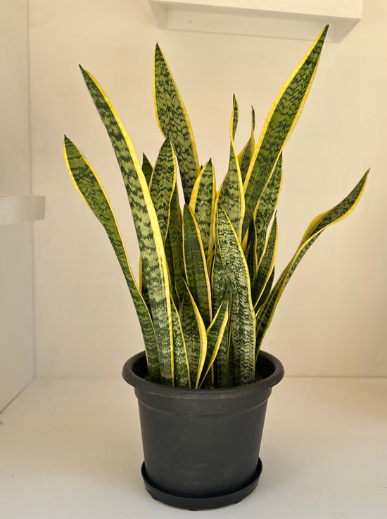 Yellow and Green Snake Plant | Easy Care Houseplant | Delivery in Cairo ...