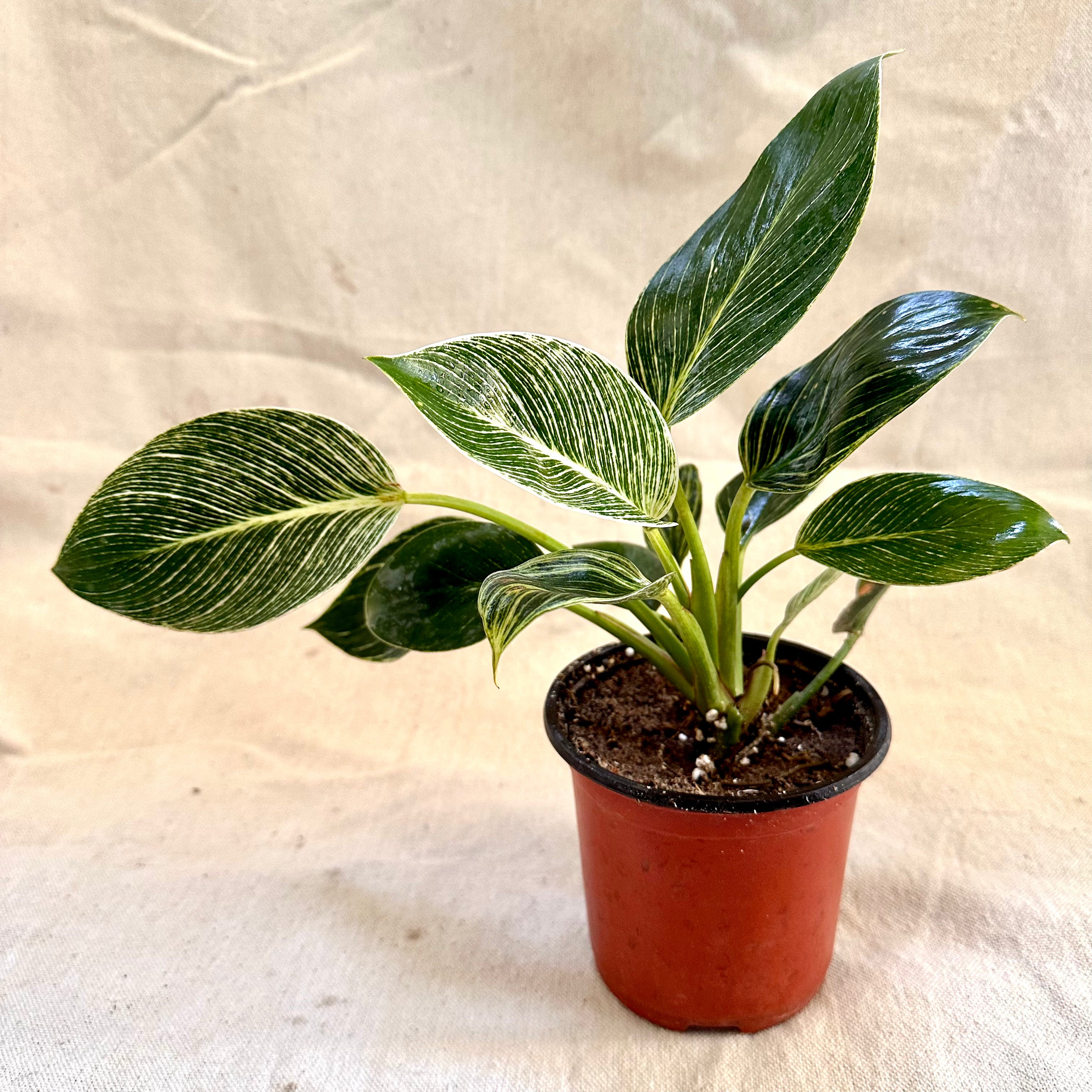 Shop Birkin Plant, aslo known as Philodendron Birkin, at kaynuna.co, in ...