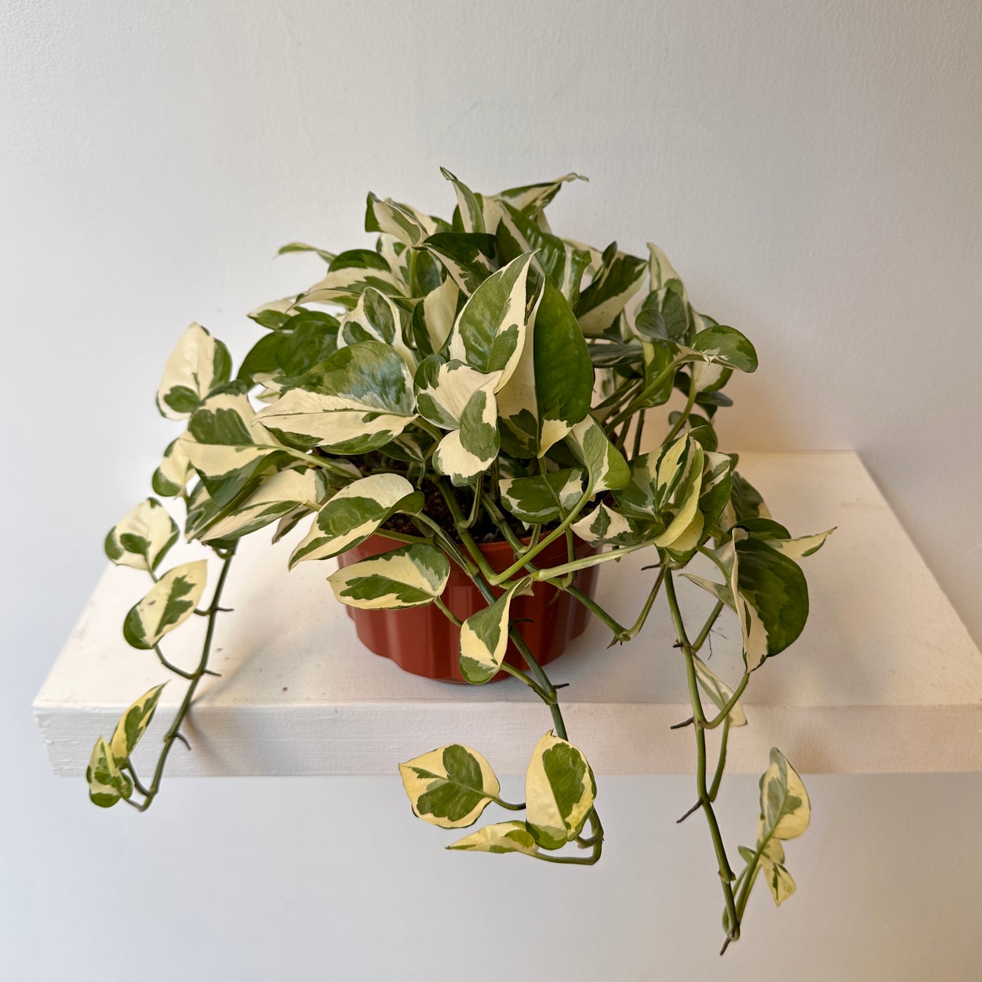 White Pothos in 14cm Pot – Buy Indoor Plant in Egypt – Kaynuna.co
