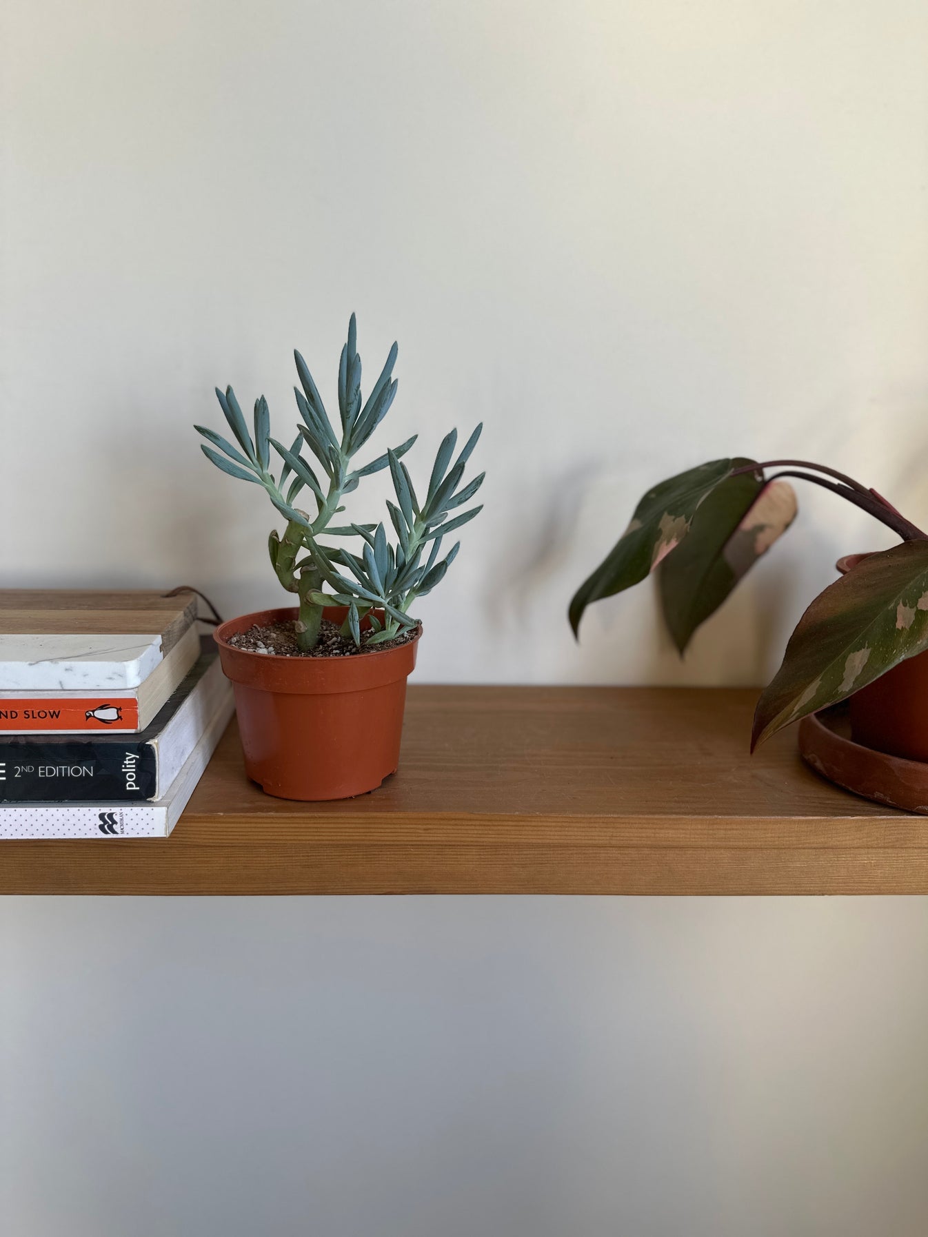 Dwarf Clone – Kaynuna.co