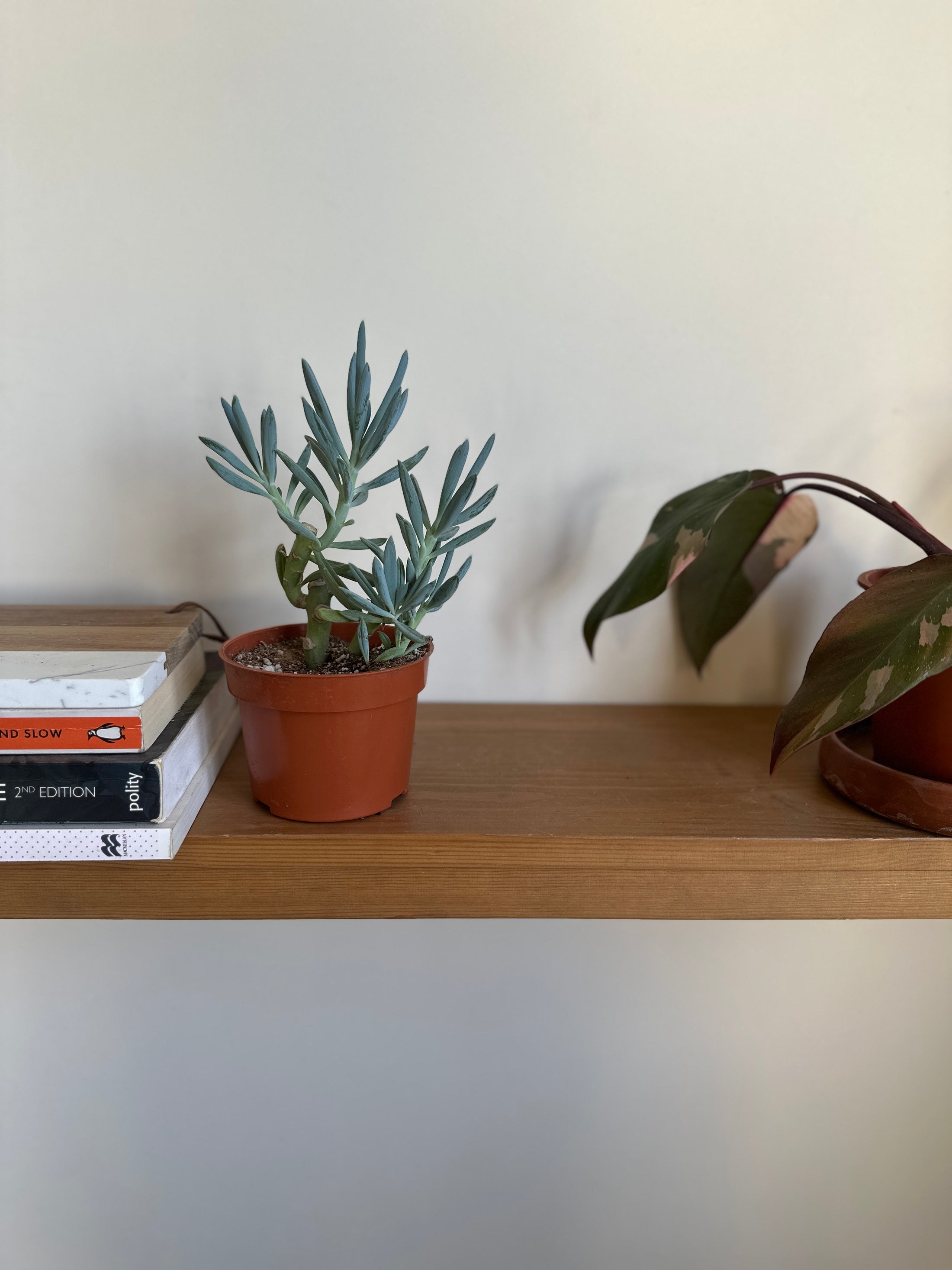 Dwarf Clone – Kaynuna.co