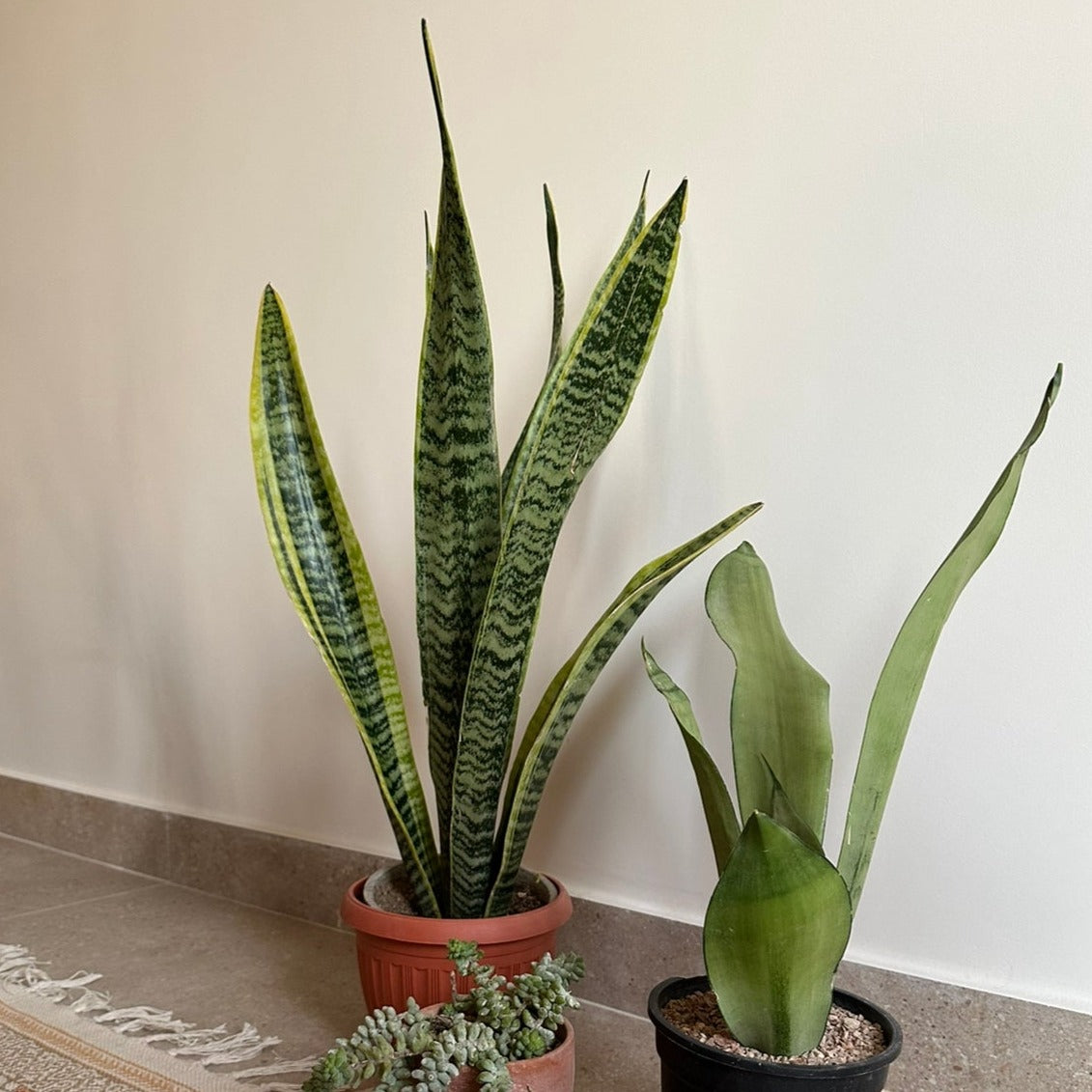 Snake Plant (Sanseviera) – Kaynuna.co