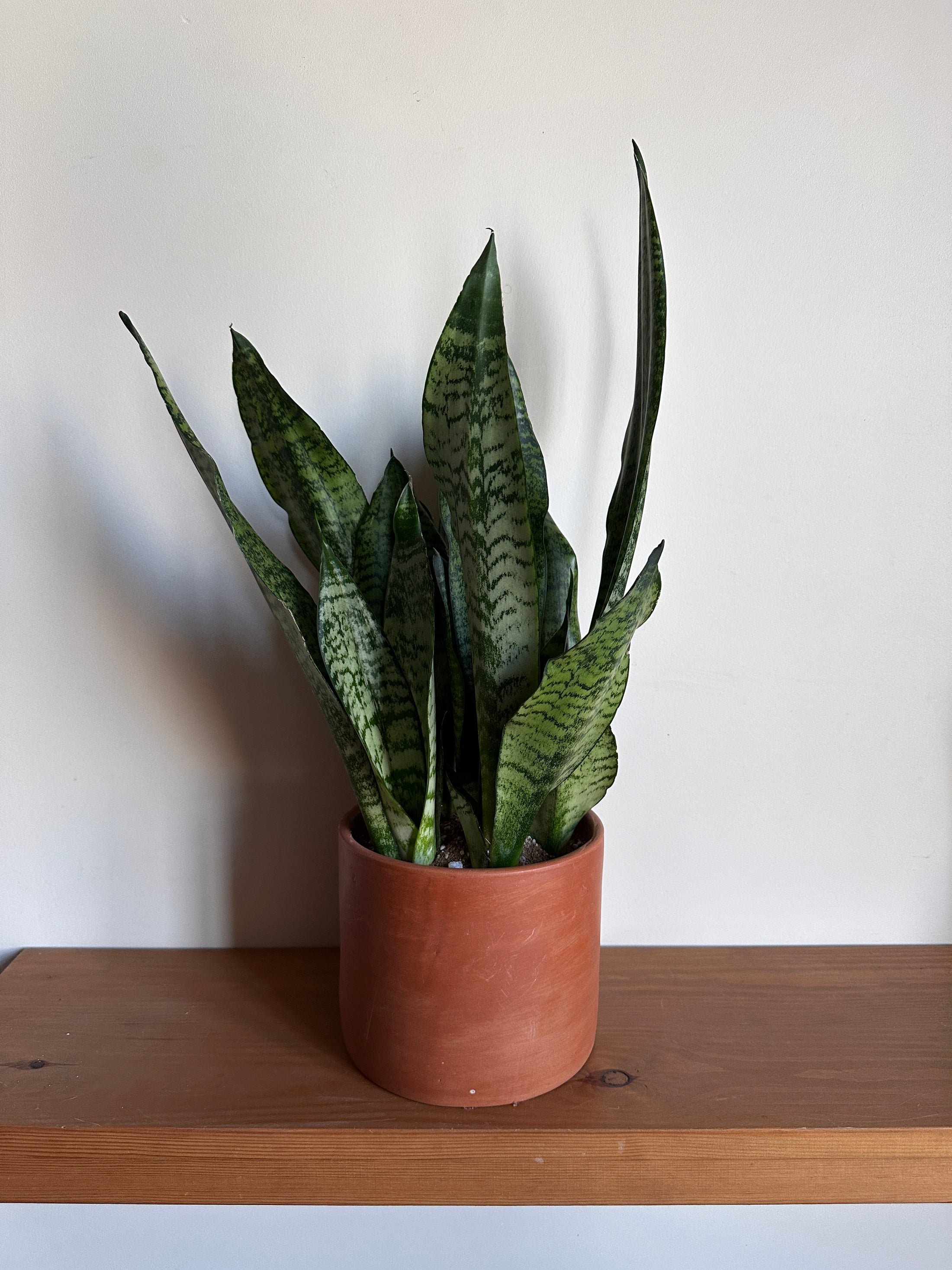 Dwarf Tiger Snake Plant – Kaynuna.co