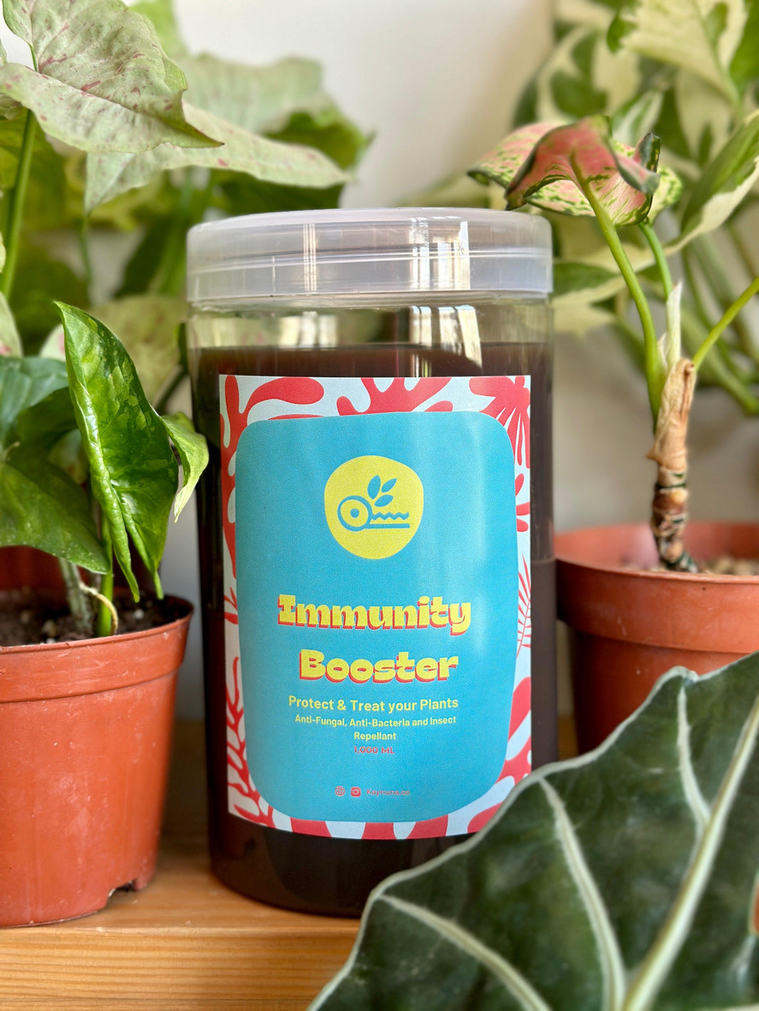 Shop Spider Plant, aslo known as Chlorophytum comosum,at Kaynuna Online ...