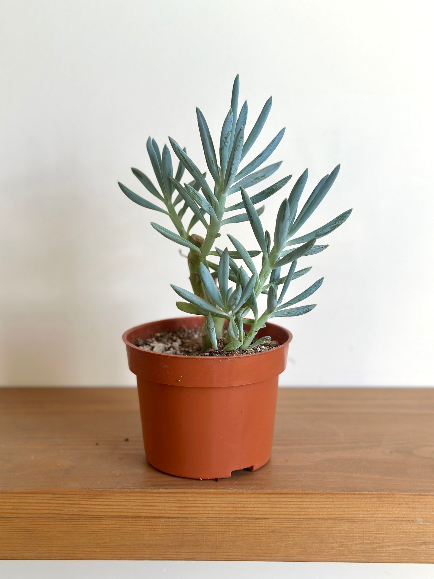 Dwarf Clone – Kaynuna.co