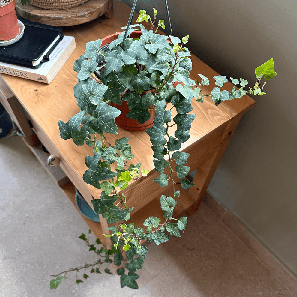 English Ivy Indoor Plant – Shop in Egypt – Kaynuna.co