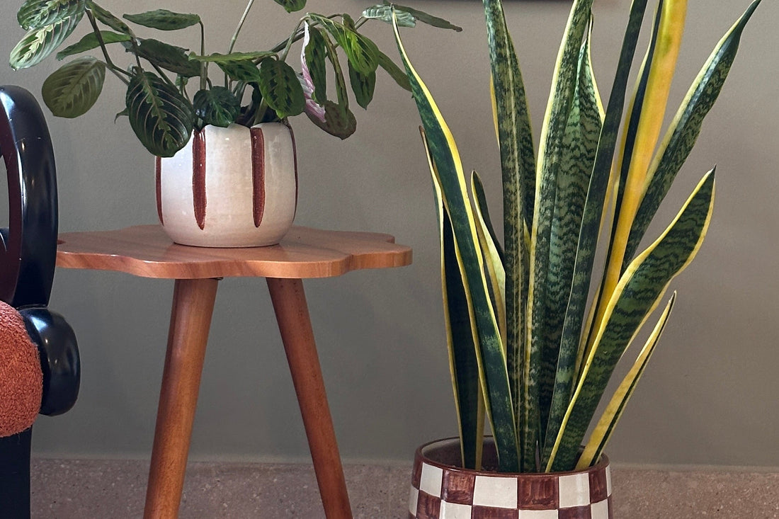 Easy Balcony Plants – Kaynuna.co
