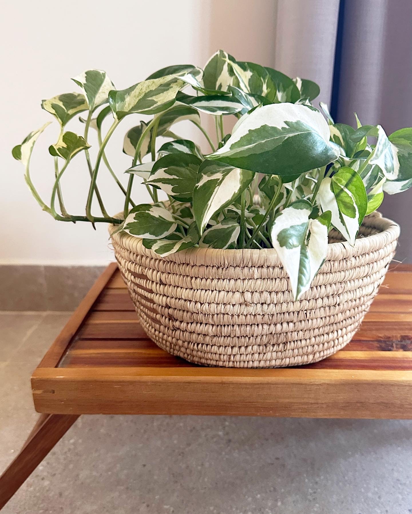 White Pothos – Kaynuna.co